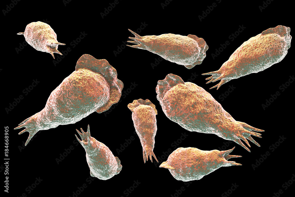 Brain-eating amoeba infection, naegleriasis. Trophozite, infectious ...