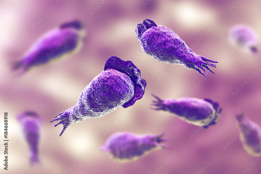 Brain-eating amoeba infection, naegleriasis. Trophozite, infectious ...