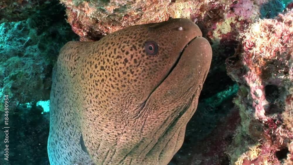 Giant Gymnothorax Javanicus moray eels in pure transparent water of Red ...