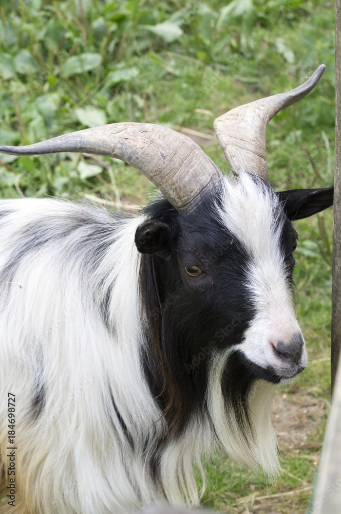 Chèvre foto de Stock | Adobe Stock
