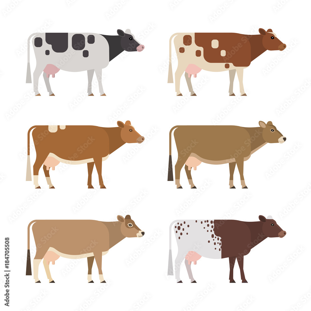 Set of six different breeds and colors dairy cows, isolated on white ...