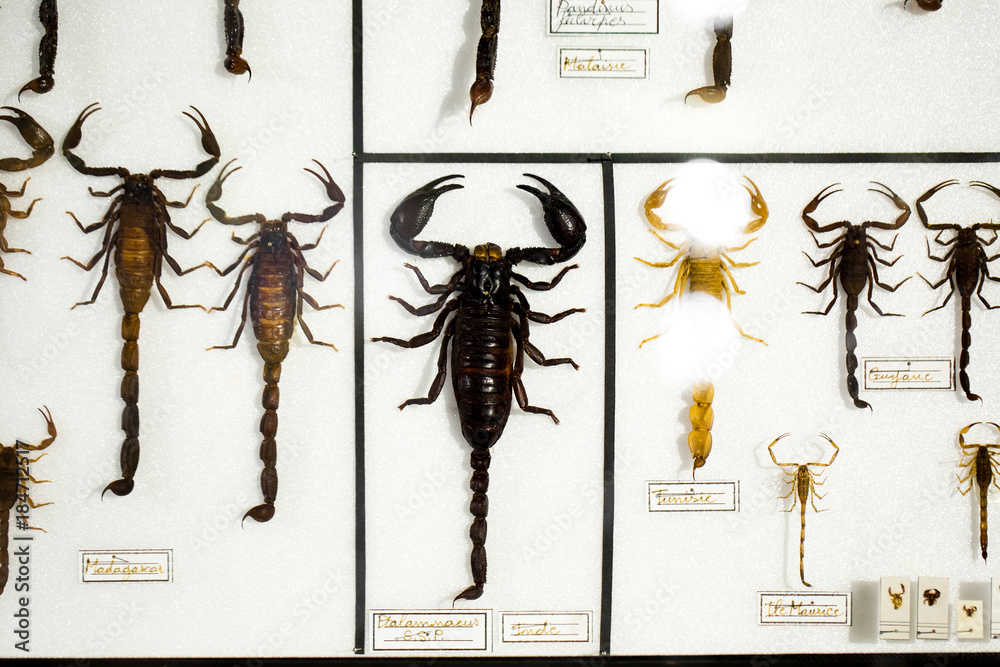 Collecting the Scorpion with pins. Rare collection of Scorpions in the ...