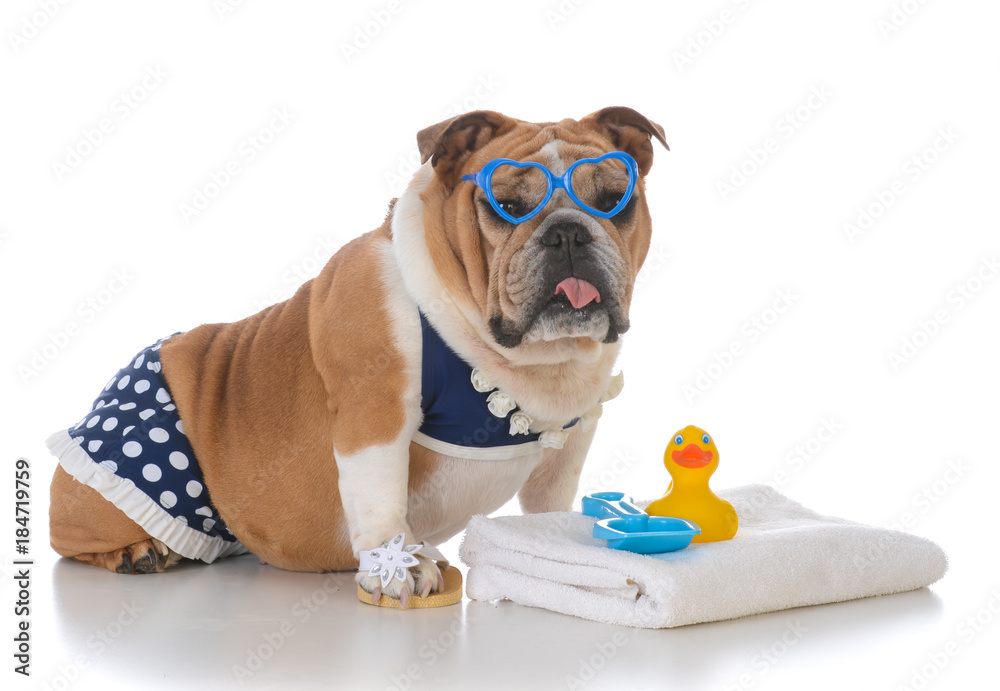 dog wearing a bikini Stock Photo | Adobe Stock
