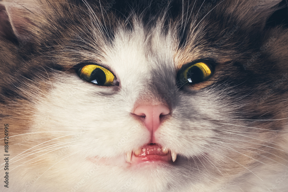 Mean Cat Face
