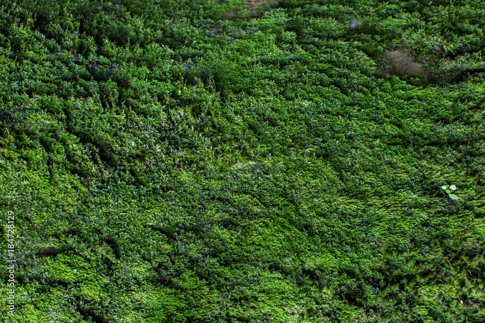 Moss texture. Moss background. Green moss on grunge texture, background ...
