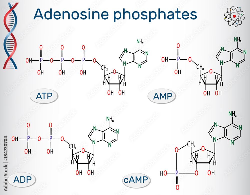 Structural formulas Adenosine phosphates nucleotides : adenosine ... Structural formulas Adenosine phosphates nucleotides : adenosine ...