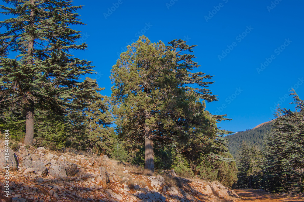 Cedrus. Atlas cedar needles Cedrus atlantica . Another scientific name ...