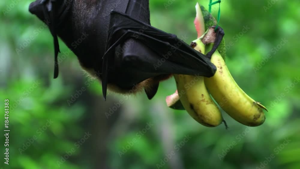 Flying fox (fruit bat) eating fruit hanging upside down from the top of a tree vídeo do Stock ...
