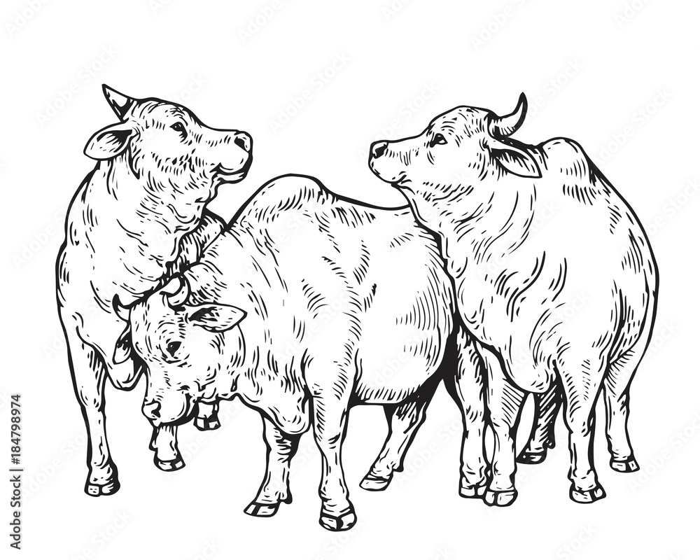 Cows And Hand Drawn Person