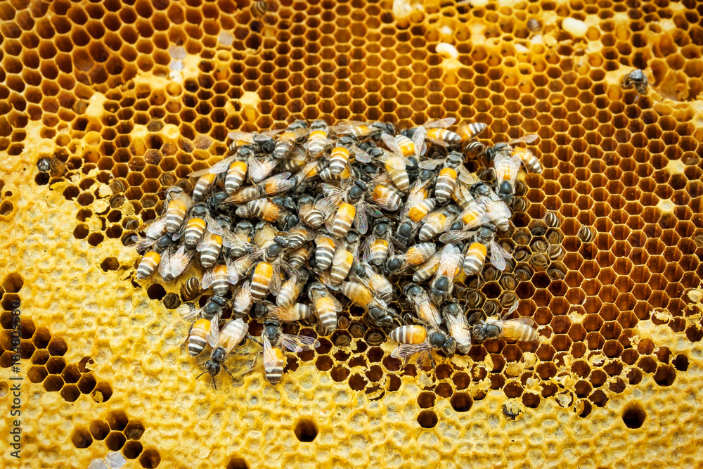 Wabe mit Bienen Stock Photo | Adobe Stock