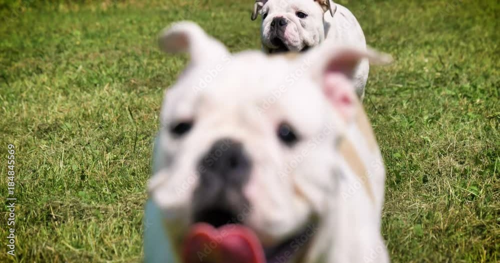Beautiful white brown english bulldog, beautiful face sitting on grass ...