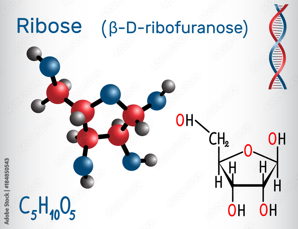 Pentose Sugar Structure
