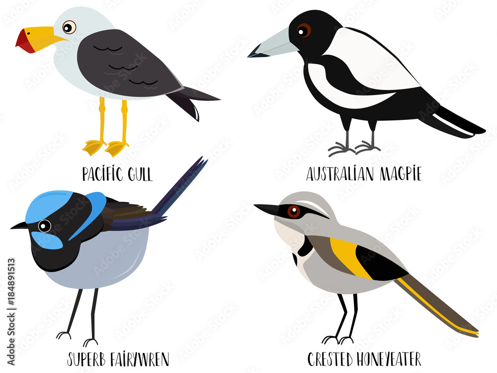 Vector illustration of cute bird cartoons - Pacific gull, Australian ...