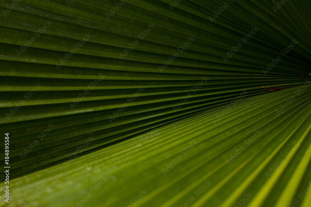 Horizontal Lines In Nature