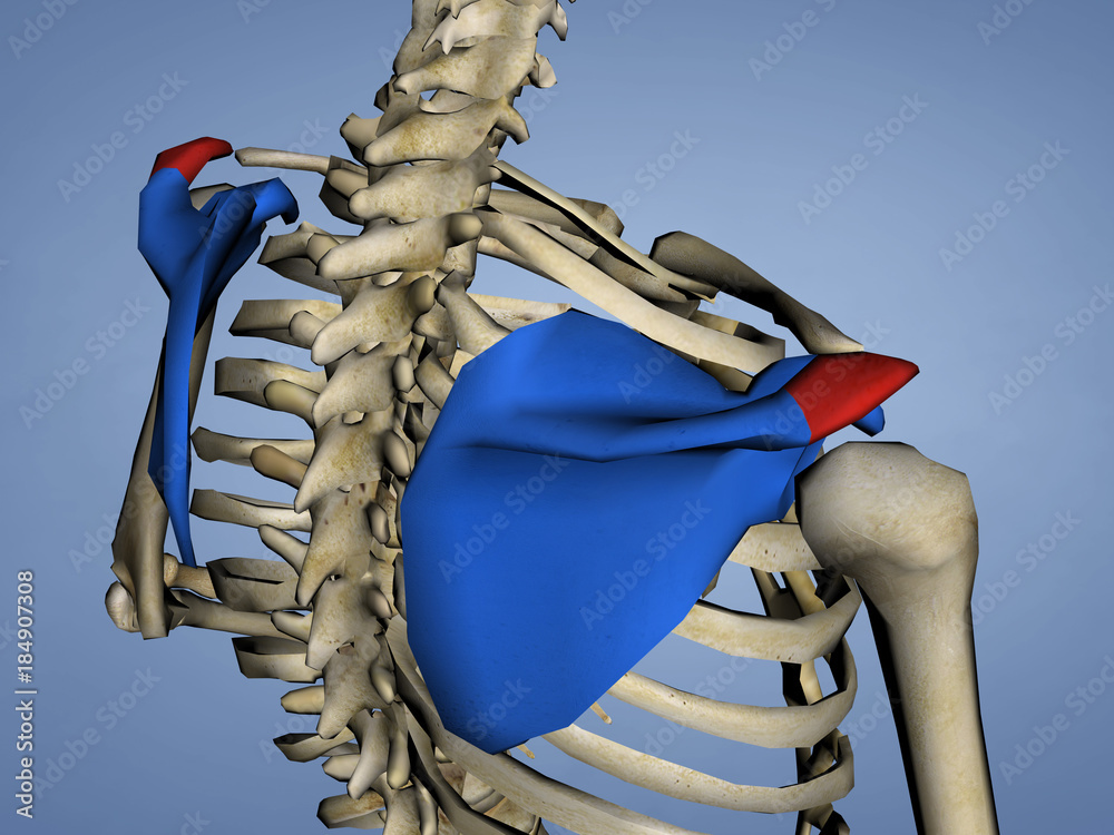 Poster Acromion of Scapula M-SKEL-SCAPULA-ACROMION 1, 3D Model ...