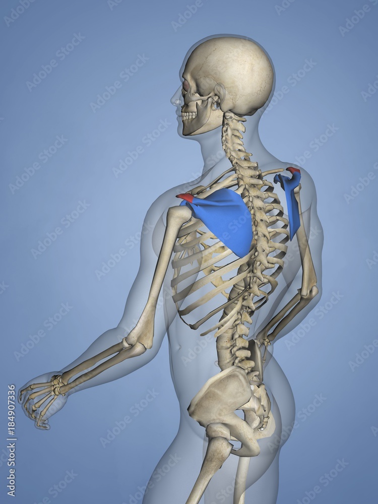 Acromion of Scapula M-SKEL-SCAPULA-ACROMION 10, 3D Model Stock ...
