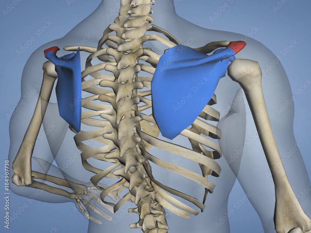 Poster Acromion of Scapula M-SKEL-SCAPULA-ACROMION 5, 3D Model ...