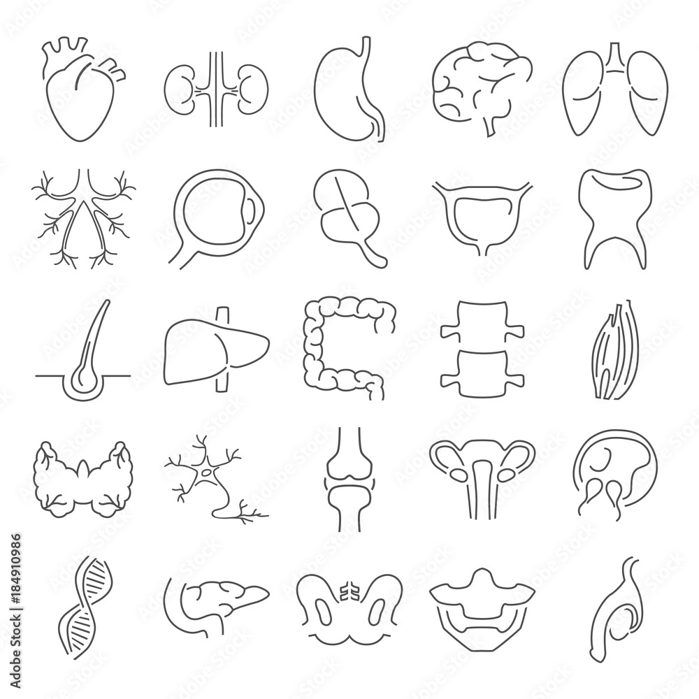 Human anatomy line icons set Stock Vector | Adobe Stock