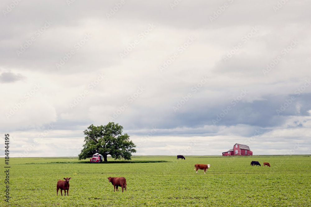 horizontal country farm image of cows grazing in a green pasture with ...