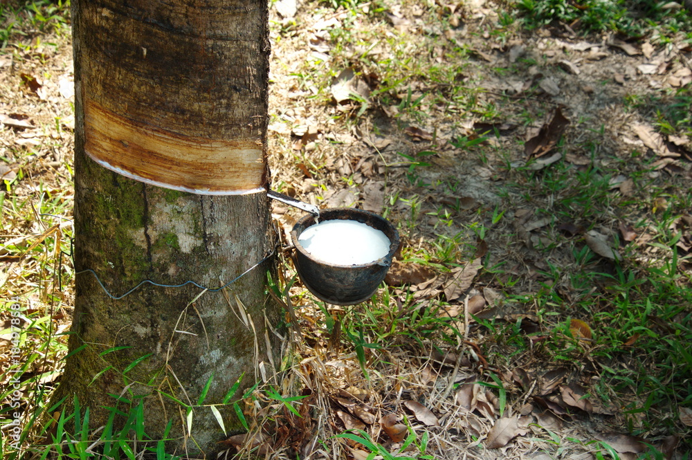 cup of white liquid milk from para rubber plant tree agriculture raw ...