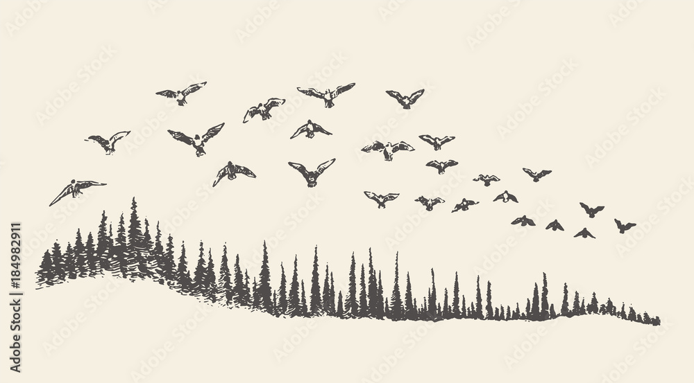 A flock of birds drawn vector illustration, sketch Stock Vector | Adobe ...