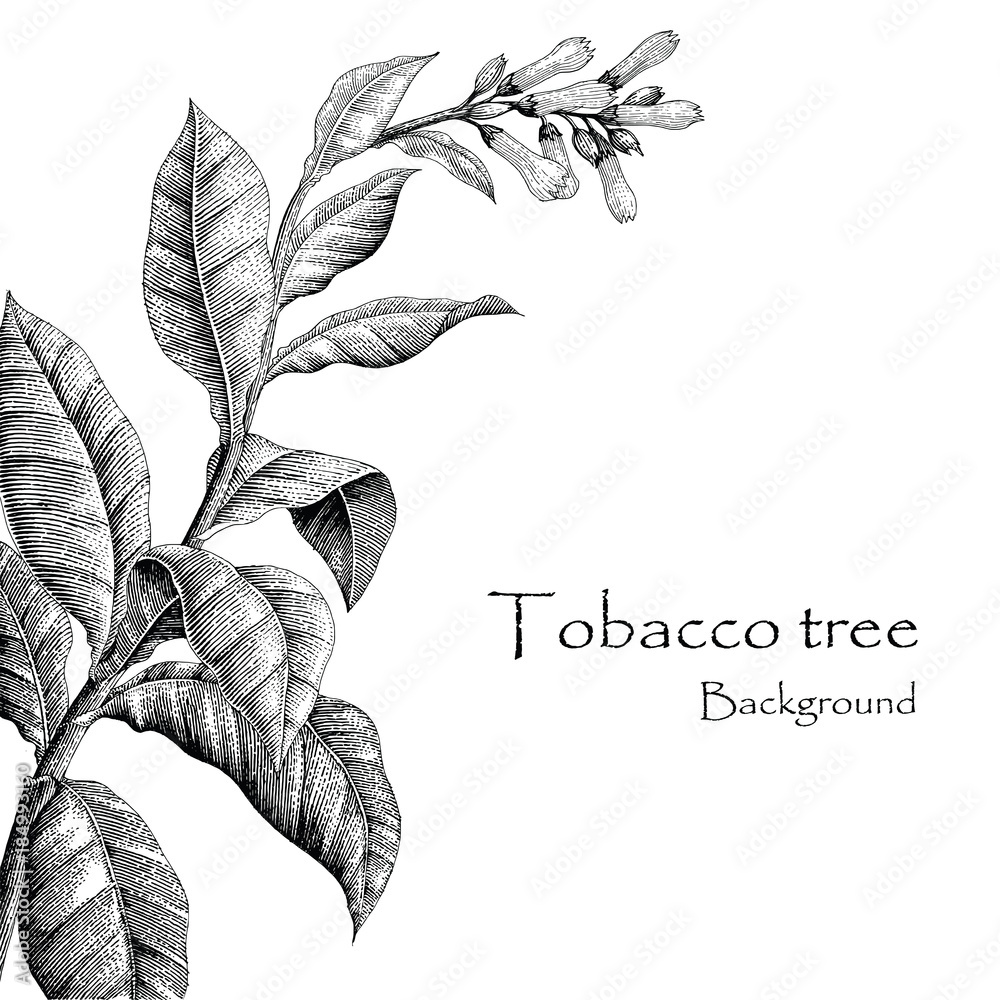Tobacco tree hand drawing vintage style,Tobacco tree background Stock ...