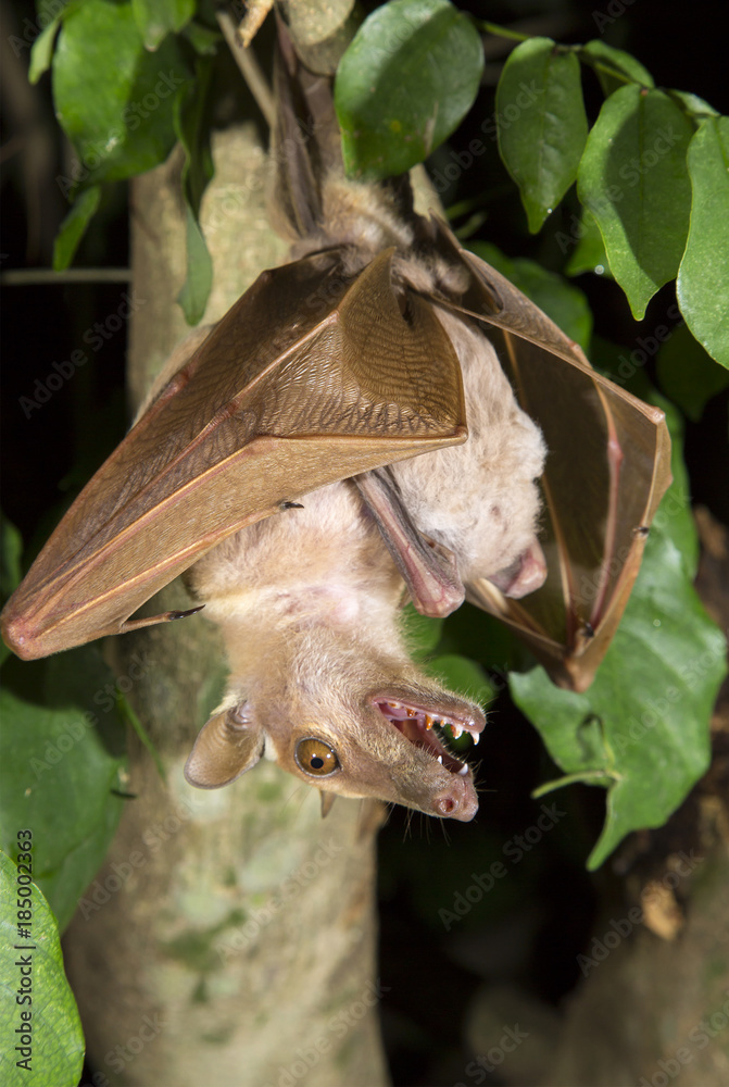 Female Gambian epauletted fruit bat (Epomophorus gambianus) hanging in ...