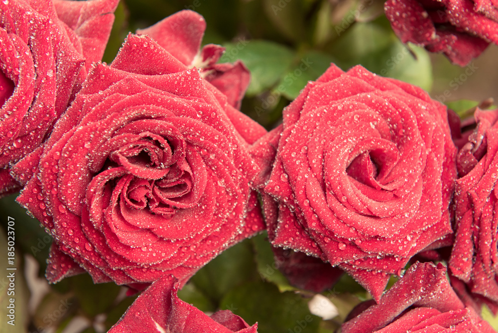 Rosenstrauß Stock-Foto | Adobe Stock