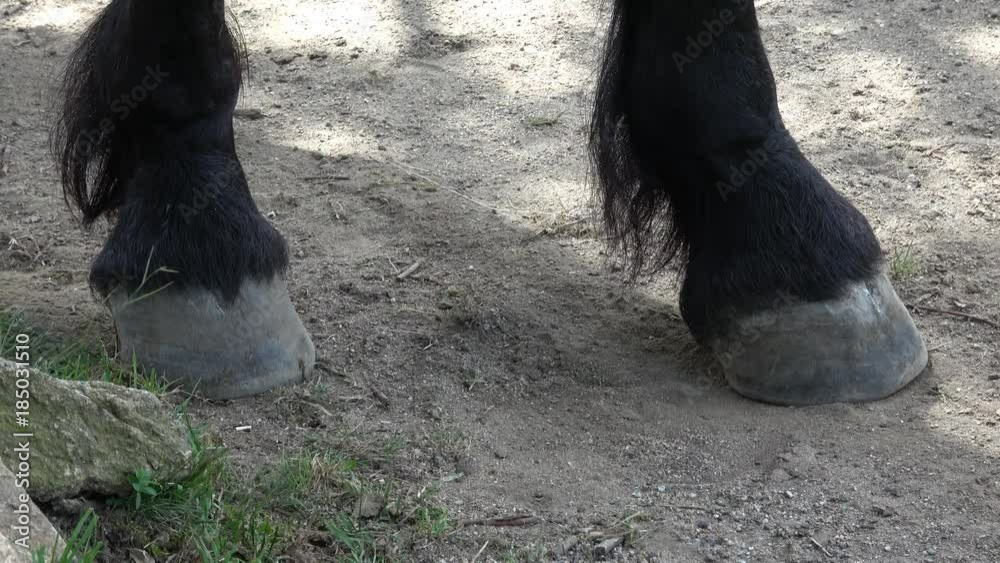 Horse's hoof on the ground. Close up of horse hooves on the sand ...