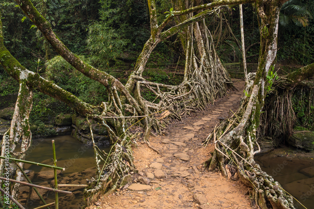 Tree Bridge India