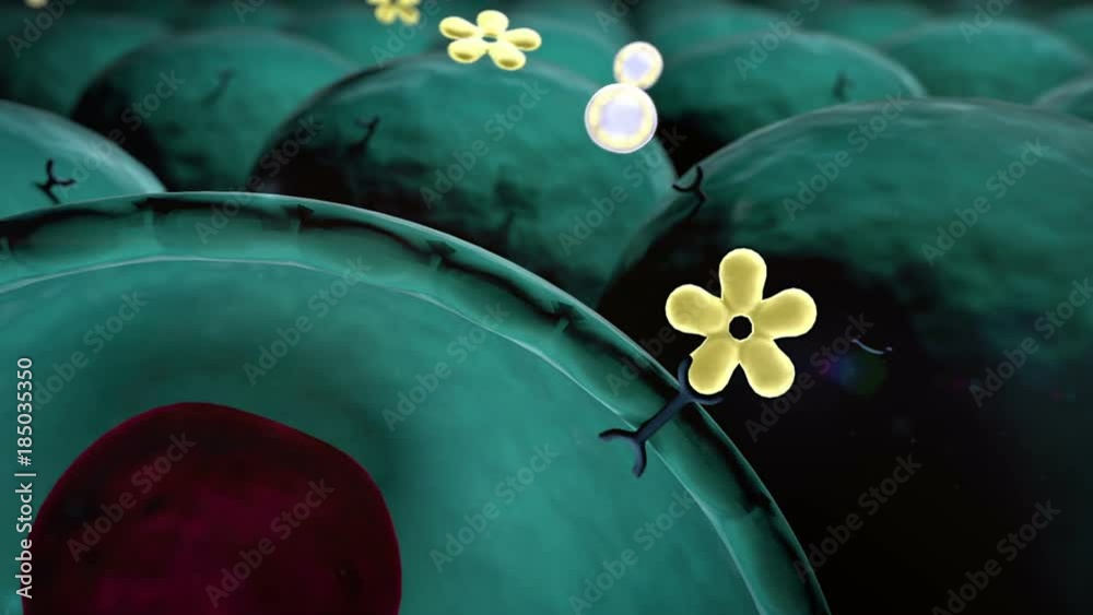 mechanism of action of hormone, Human Insulin, structure of the ...