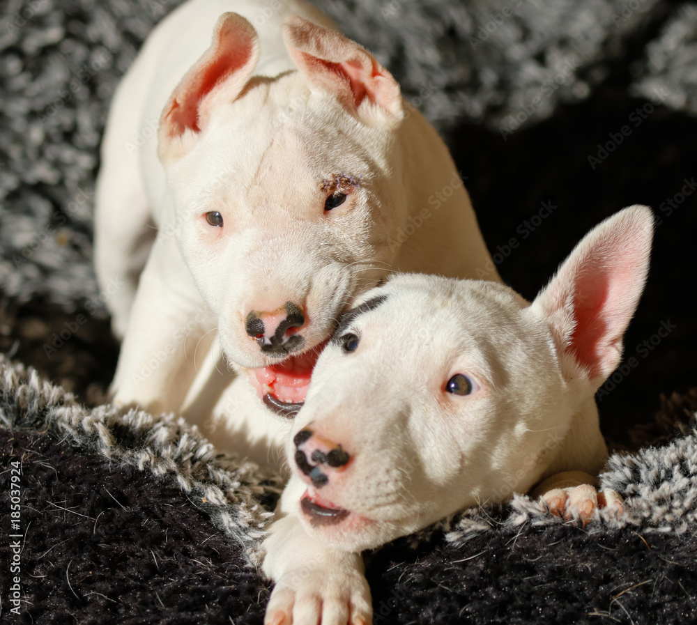 Why Do Dogs Chew On Each Others Ears