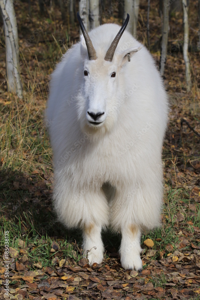 Upright picture of Mountain goat Stock Photo | Adobe Stock