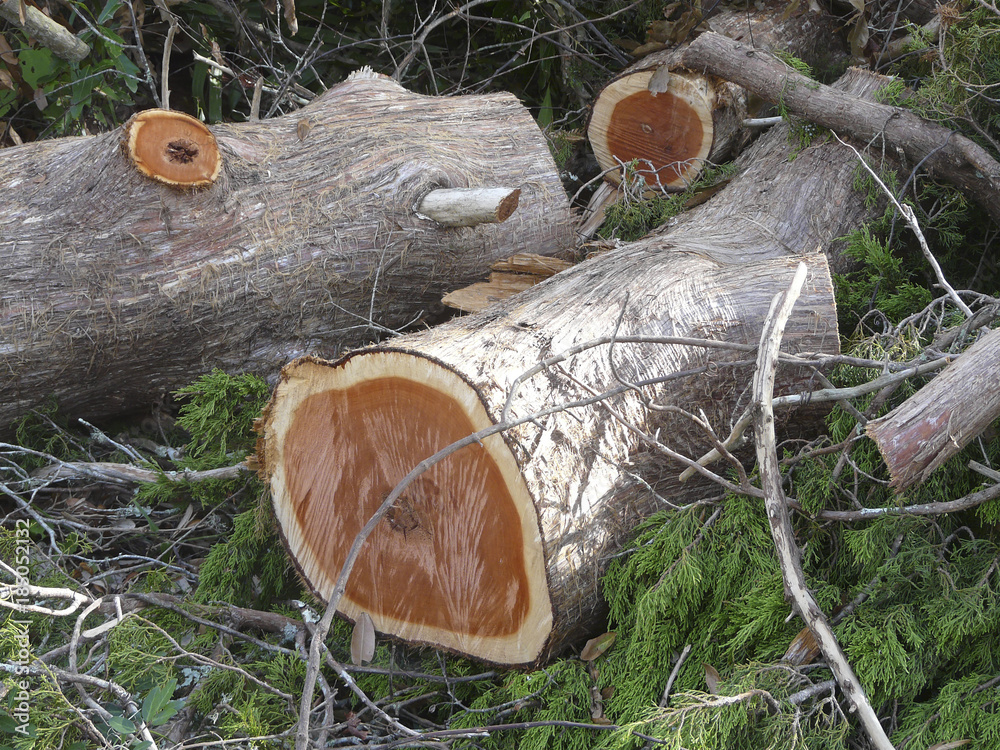 Cut Eastern Red Cedar Logs. Eastern Red Cedar logs that were cut from a ...