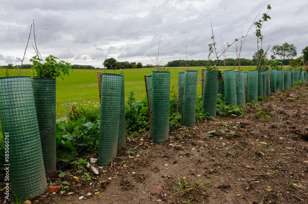 Newly planted row of hedging with protective tubes to prevent animal ...