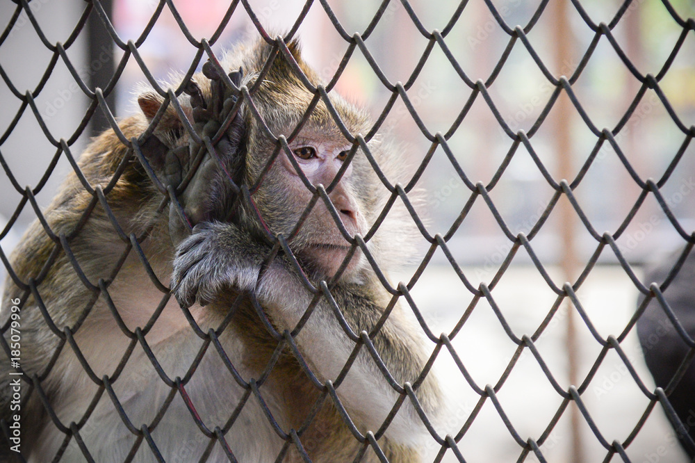 poor sad monkey behind cage in zoo.loneliness monkey in the cage Stock ...