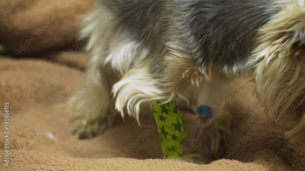 Dog with an intravenous infusion drip in a vet at the clinic. Dog with ...