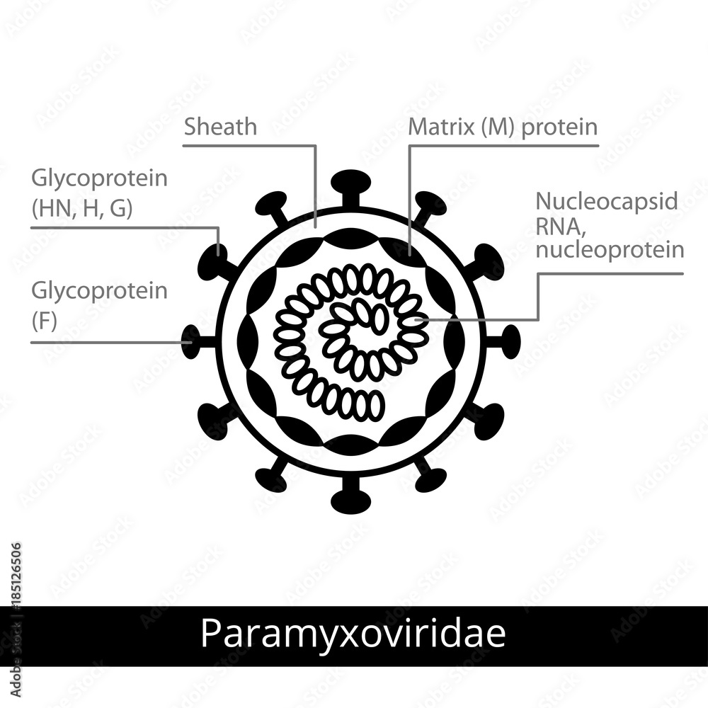 Paramyxoviridae. Classification of viruses. vector de Stock | Adobe Stock
