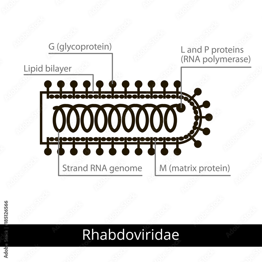 Rhabdoviridae. Classification of viruses. Stock Vector | Adobe Stock