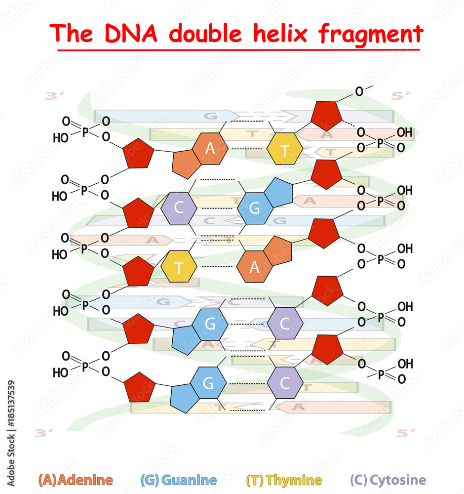 Dna Double Helix Model