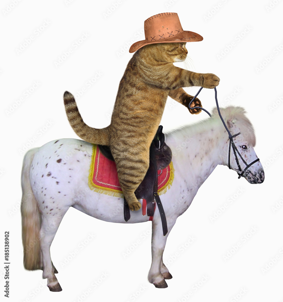 The cat cowboy in a hat is riding a horse. White background. Stock ...