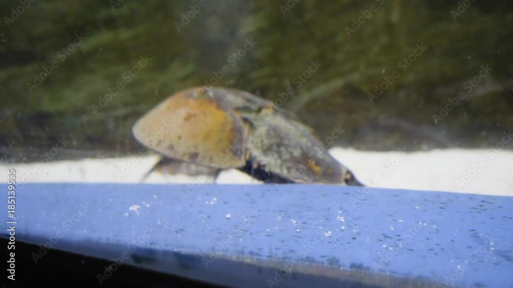 Xiphosura the oldest prehistoric creature in the world in aquarium ...