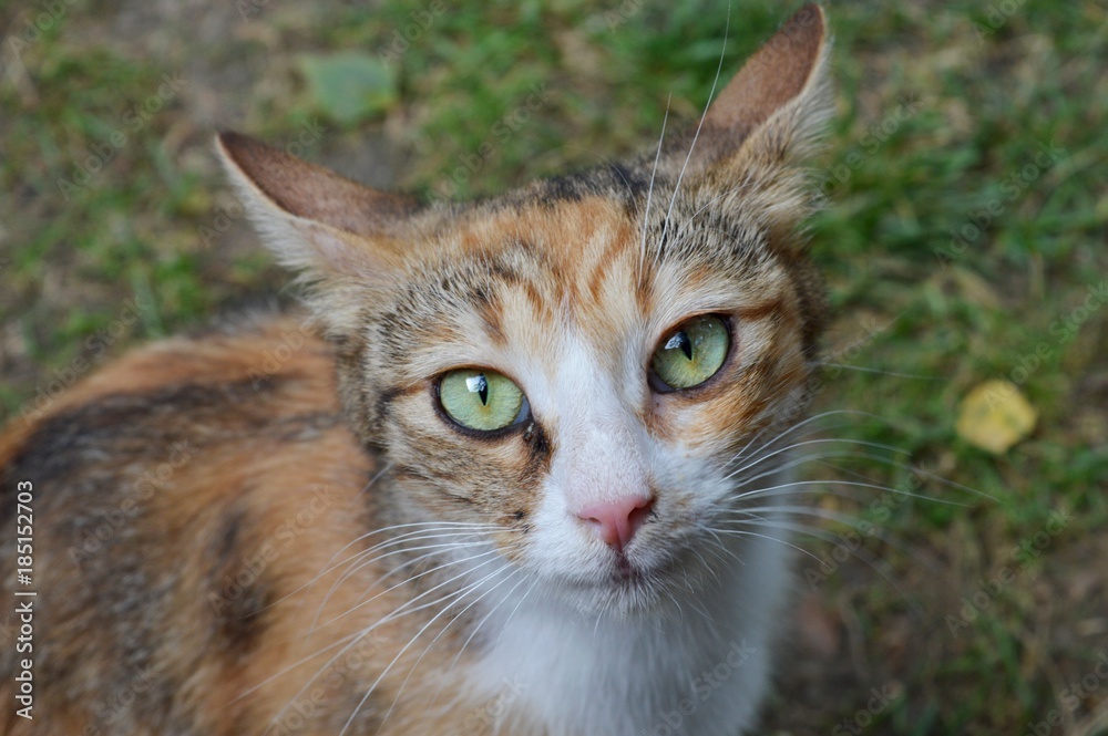 colorful cat Stock Photo | Adobe Stock