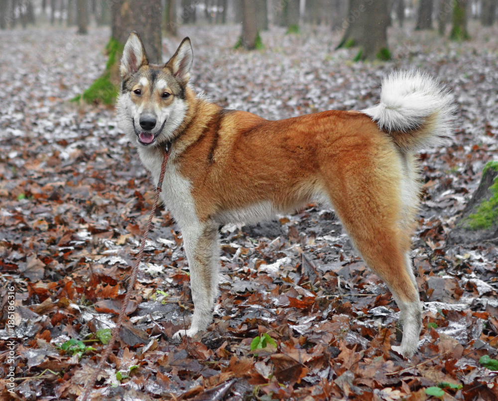 What Kind Of Dog Was Laika