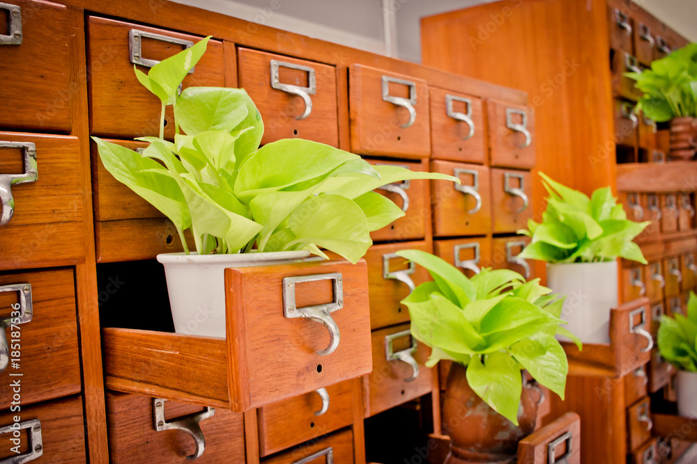Tree on Open wooden cabinet boxes in Library or Filing archive ...