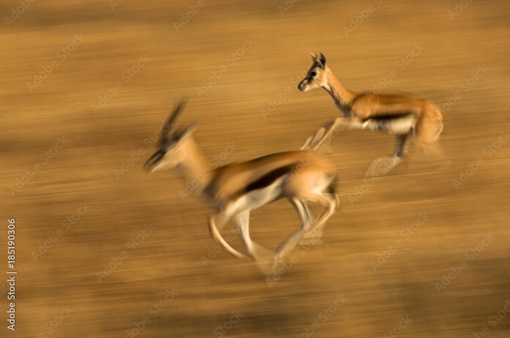 African Antelope Running