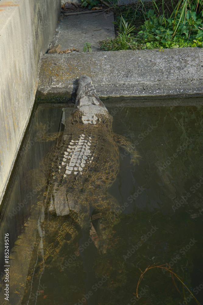 Crocodile in the hot spring in Beppu Japan. Stock Photo | Adobe Stock