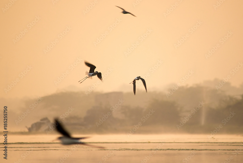Birds In Early Morning Sky