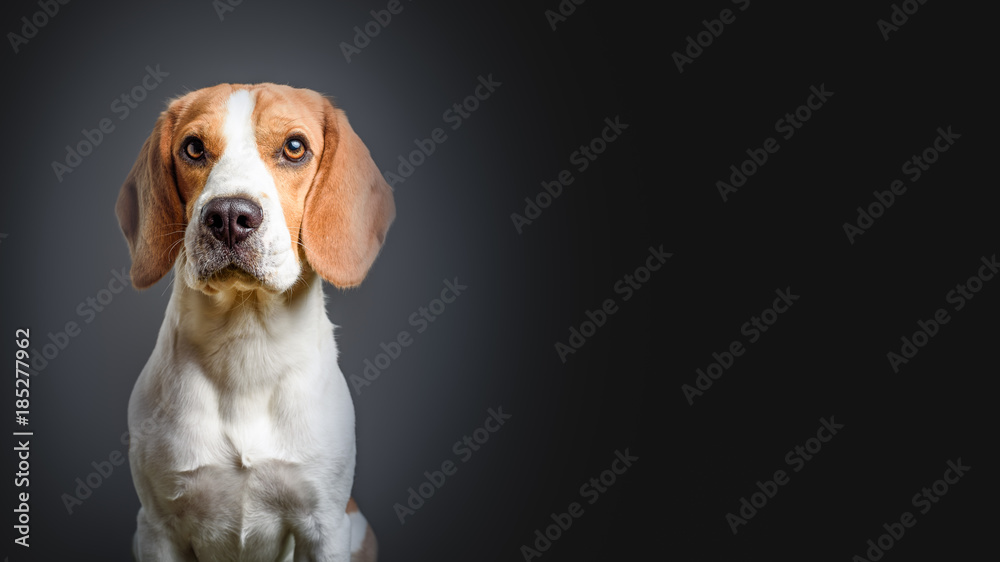 Smart Beagle dog on a black background looking towards camera. Copy ...