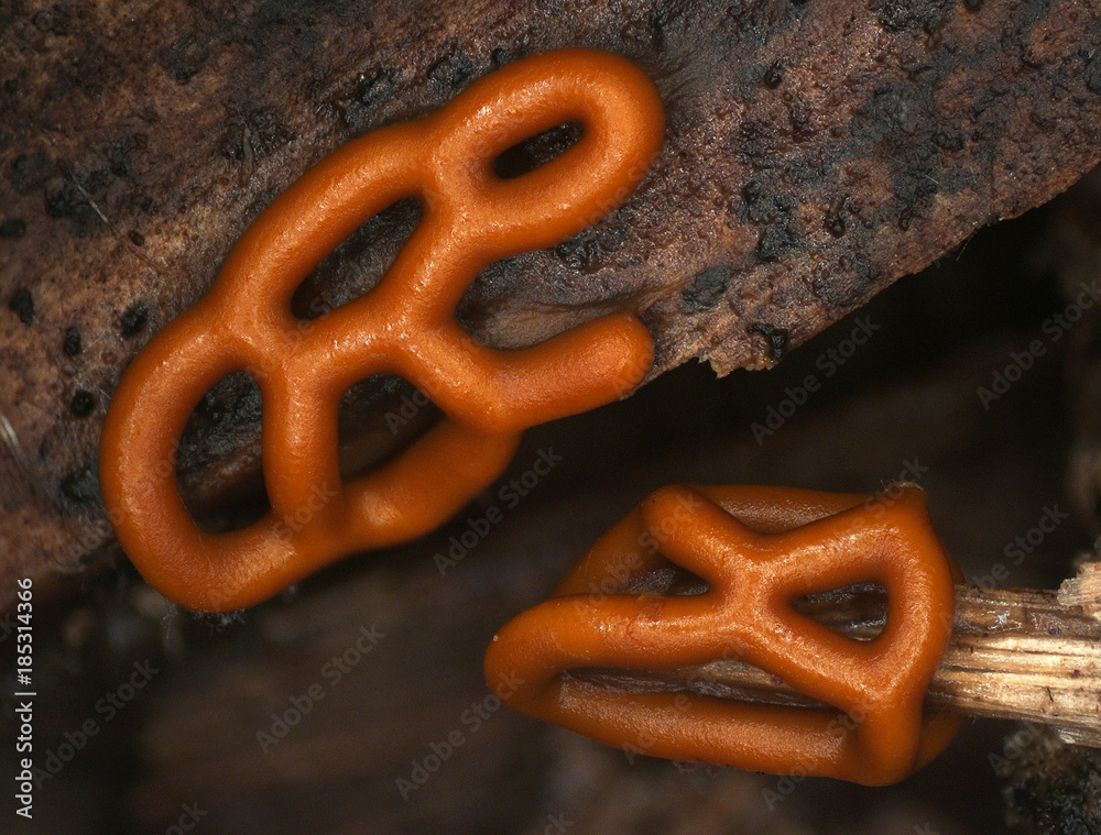 Plasmodiocarp fruit bodies of a slime mold, or myxomycete, Hemitrichia ...